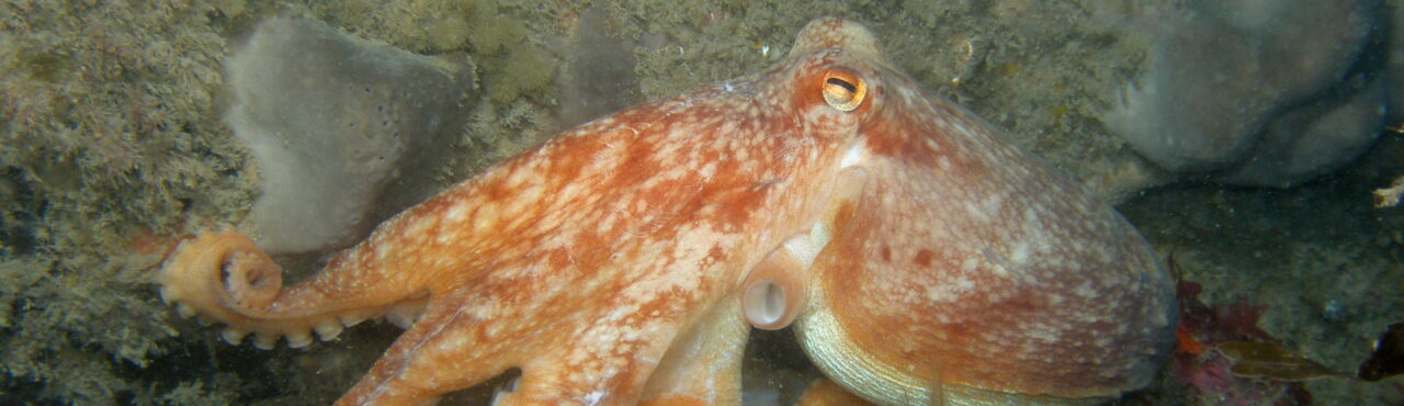 Projects - Pembrokeshire Marine SAC